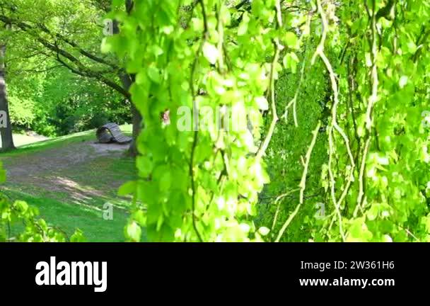 a camera pan in a large tree where the branches and leaves have created ...
