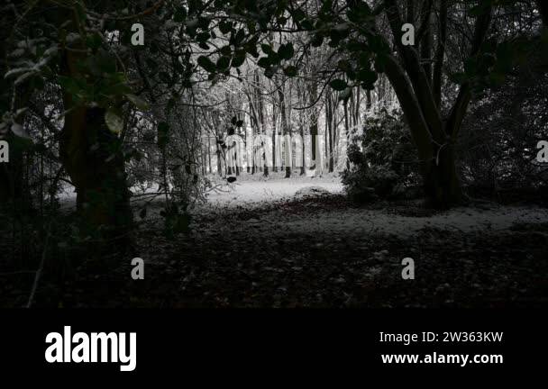 Dark canopy Stock Videos & Footage - HD and 4K Video Clips - Alamy