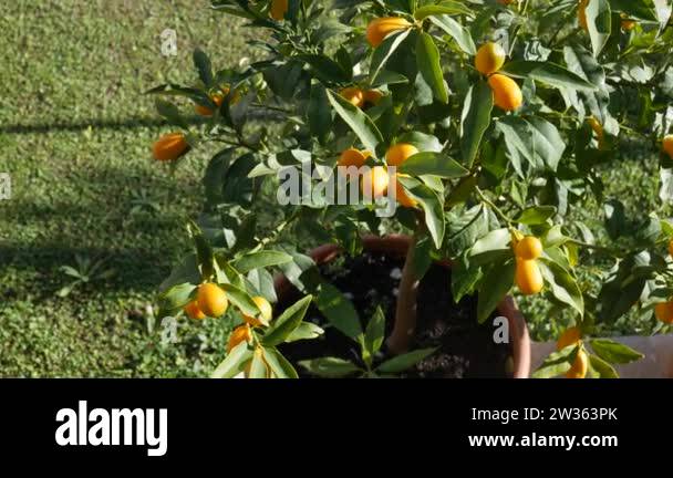 Orange ripe fruits of kumquat or fortunella, kinkan. On the branches of ...
