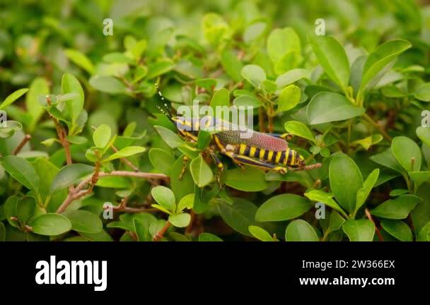 Coffee insect Stock Videos & Footage - HD and 4K Video Clips - Alamy