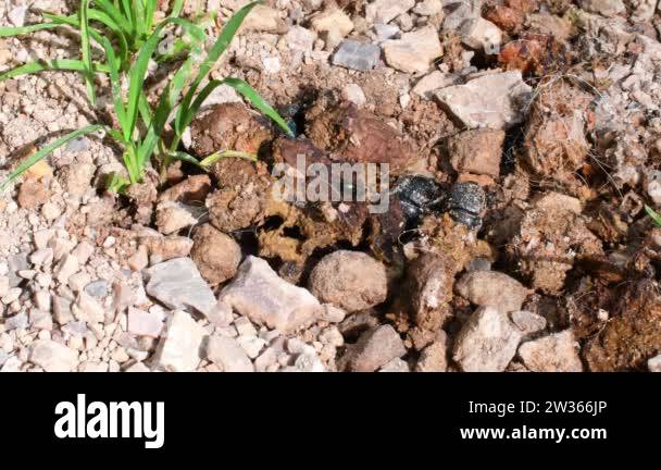 dung beetle, Geotrupidae, beetles, Coleoptera, earth-boring dung ...