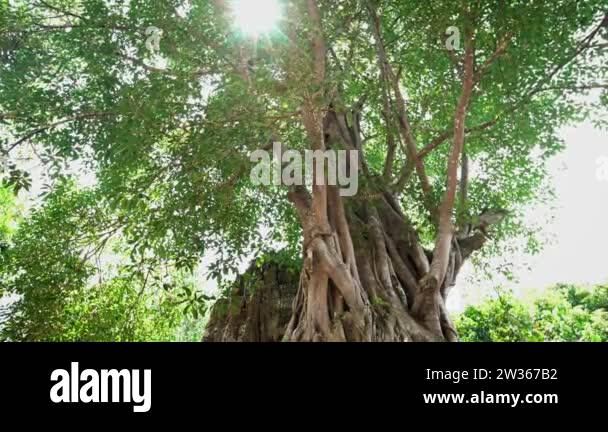 4K, Ta Som gopura, door with strangler fig. Famous spung tree growing ...