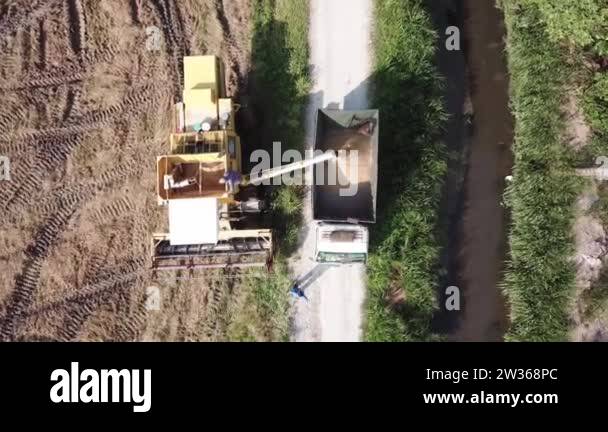Aerial top view yellow harvester load the rice paddy into truck beside ...