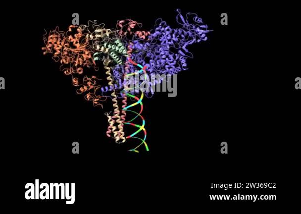 Structure of SARS-CoV-2 replication-transcription complex bound to ...