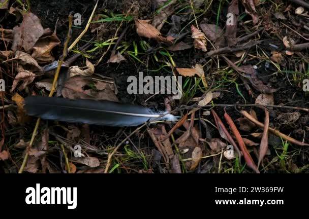 The wind brought a bird's feather to a forest path that snagged on the ...
