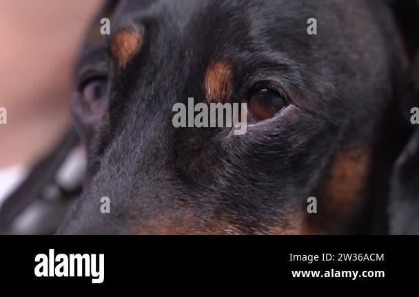 Close up dachshund eyes, blinking and making funny brow movements ...