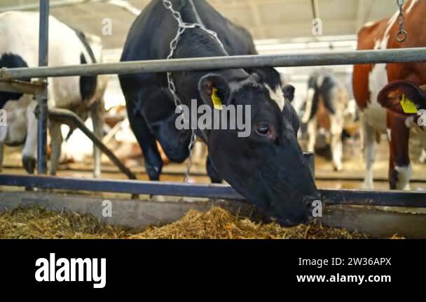 Beautiful black cow eating hay indoors. Dairy animal standing in a farm ...