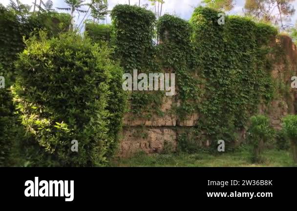 Old ancient wall of Antalya fort castle covered with green wild grape ...