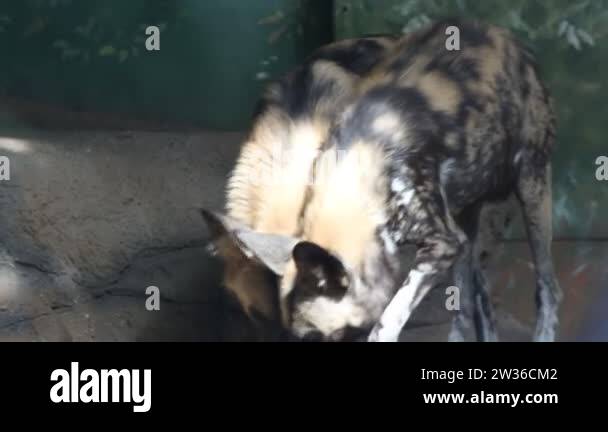 Hyena eating meat Stock Videos & Footage - HD and 4K Video Clips - Alamy