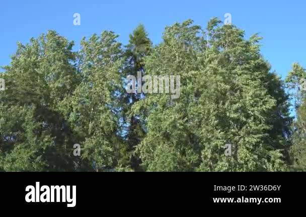 Wind shook trees Stock Videos & Footage - HD and 4K Video Clips - Alamy