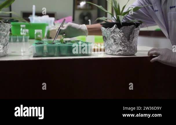 Cutting the plant part in to small pieces is one step of tissue culture ...