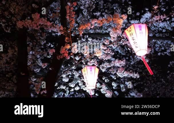 Hanami celebration japan Stock Videos & Footage - HD and 4K Video Clips ...
