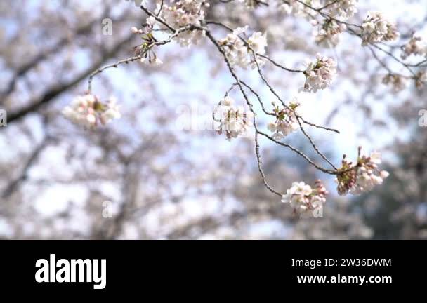 4k b-roll cinematic footage of Tokyo National Park during spring cherry ...