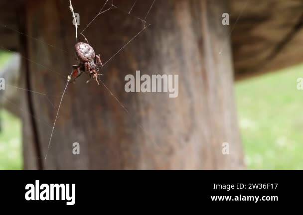 Spider fighting Stock Videos & Footage - HD and 4K Video Clips - Alamy