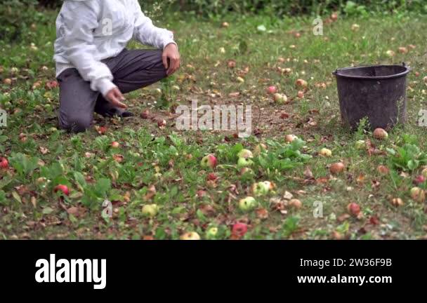 Boy picking up ripe apples in autumn. The ground is full of apples and ...