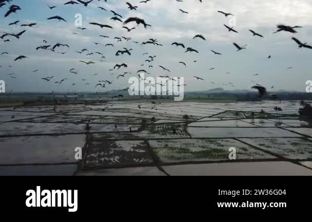 Southeast asian birdwatching Stock Videos & Footage - HD and 4K Video ...