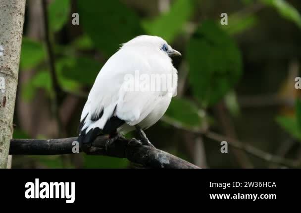 Balinese fauna Stock Videos & Footage - HD and 4K Video Clips - Alamy