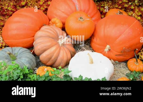 Cornucopia Stock Videos & Footage - HD and 4K Video Clips - Alamy