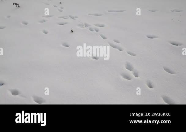 Snow paw prints Stock Videos & Footage - HD and 4K Video Clips - Alamy