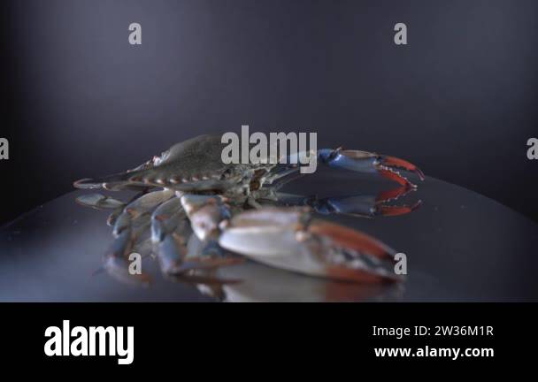 Seafood shellfish shell fish crab Stock Videos & Footage - HD and 4K ...