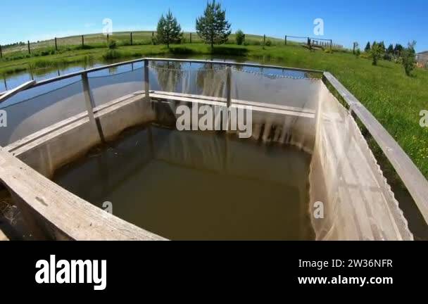 Breeding of carp Stock Videos & Footage - HD and 4K Video Clips - Alamy