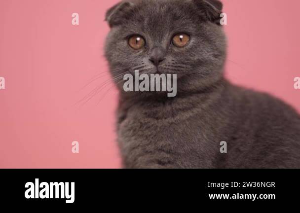 adorable small Scottish Fold cat is sitting, looking ahead, shaking her ...