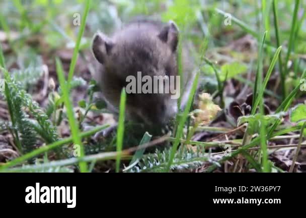 Cute little wood mouse (Apodemus sylvaticus) foraging for forage in an ...