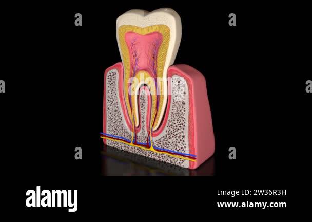 This video shows the cross section anatomy of the human tooth with all ...
