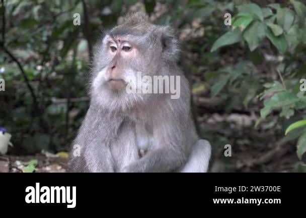 Female long tailed macaque monkey Stock Videos & Footage - HD and 4K ...