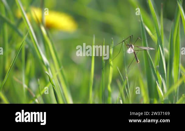 Crane Fly flying away from grass stalk. European Large Crane Fly ...