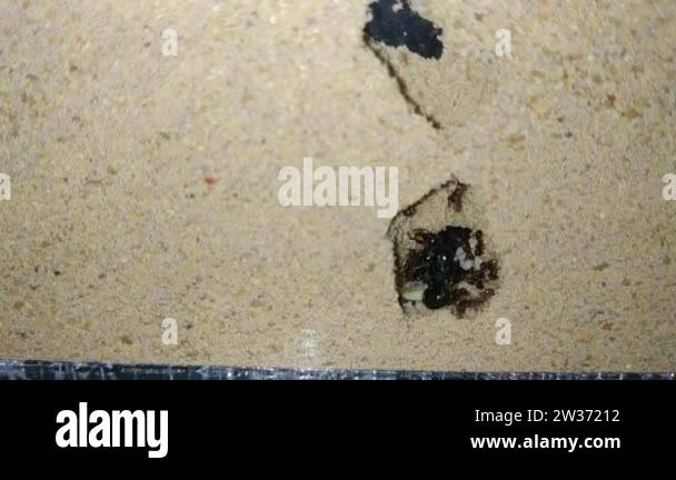 Anthill in captivity. Close up of the queen is at the center of the ...
