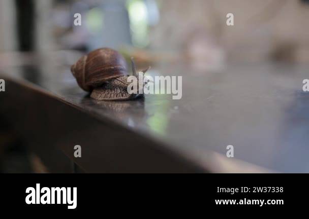 Snail edible food dish Stock Videos & Footage - HD and 4K Video Clips ...