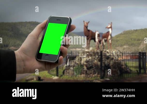 Male Hand holding an Old Smarphone Green Screen near the Deer, an ...