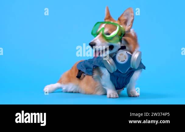 Funny ginger and white welsh corgi pembroke wearing special protective ...