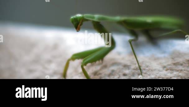 Close up of the praying mantis sitting on a concrete wall, turning its ...