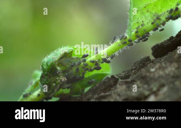 Aphid insect on a plant large colony of insect pests. A colony of ants ...