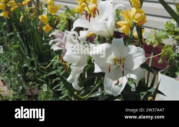 Three white lilies Stock Videos & Footage - HD and 4K Video Clips - Alamy