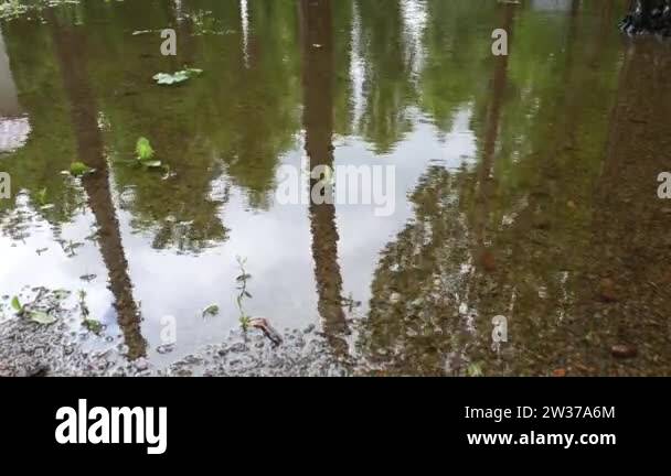 Puddle water surface with ripples. Tree and sky shadows in water ...