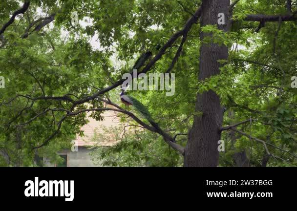 Climb a tree branch Stock Videos & Footage - HD and 4K Video Clips - Alamy