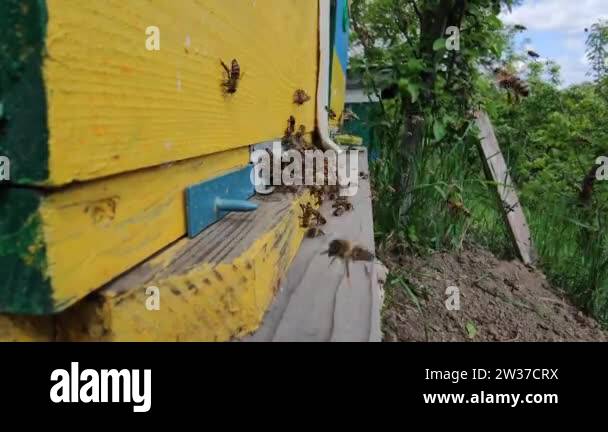 Big bee colony flying around hive,honeybee active life,ecological hobby ...