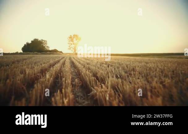 Mown field. Agriculture. Land after harvesting wheat. Summer sunset ...