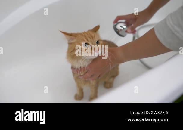 Woman washes cute ginger cat. Fluffy wet pet meows and tries to escape ...
