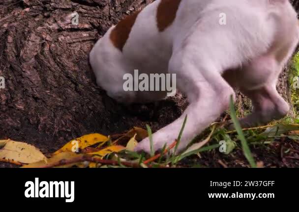 Beagle on the hunt: sniffing for prey. Dog Jack Russell Terrier crawls ...