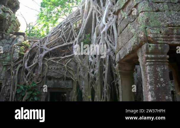 4K, Ta Prohm temple with strangler fig. Unrestored and still covered ...