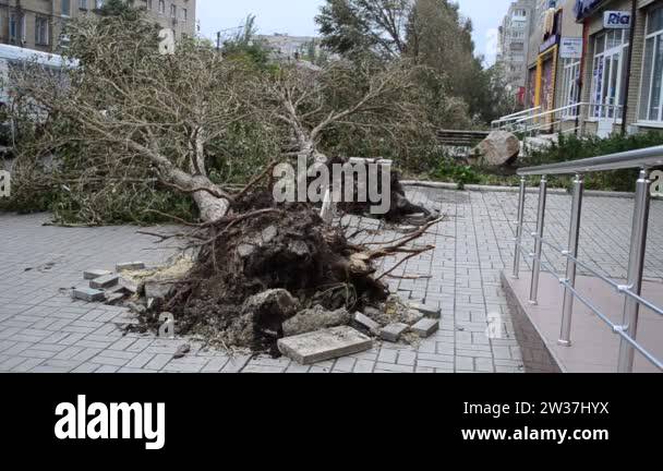 Road blocked by fallen tree Stock Videos & Footage - HD and 4K Video ...