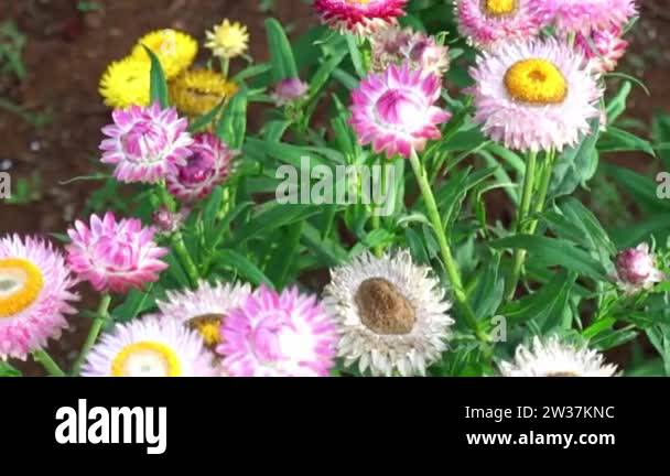 Helichrysum bracteatum bloom in a small garden. This flower symbolizes ...