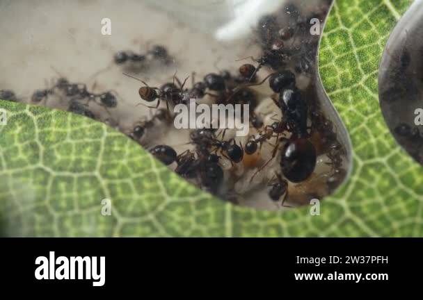 ant farm. the Queen of ants produces offspring. Laying of eggs and ...