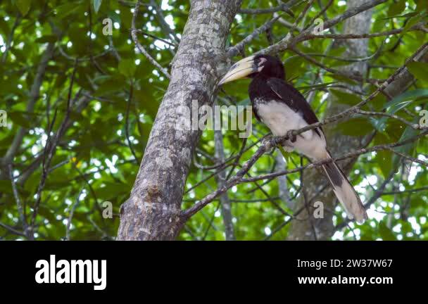 Jung dog Stock Videos & Footage - HD and 4K Video Clips - Alamy