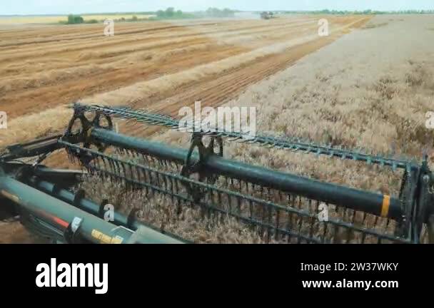 Reaper harvester cuts wheat collecting grain. Harvesters in a field ...