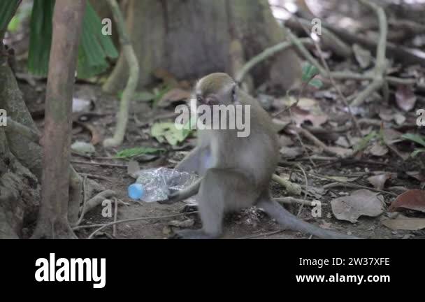 Monkey play Stock Videos & Footage - HD and 4K Video Clips - Alamy